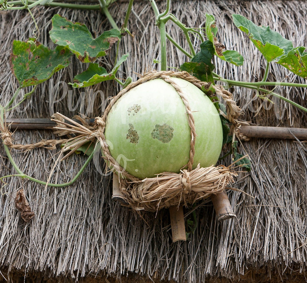 Gourd | Blue Pumpkin Seed Co