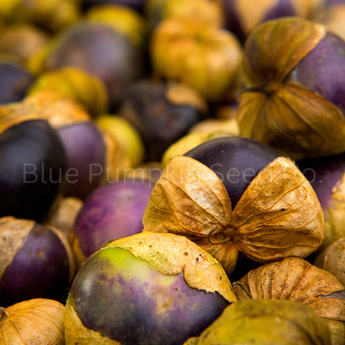 De Milpa Tomatillo seeds | Blue Pumpkin Seed Co