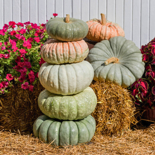 Calico Bell F1 Pumpkin seeds | Blue Pumpkin Seed Co