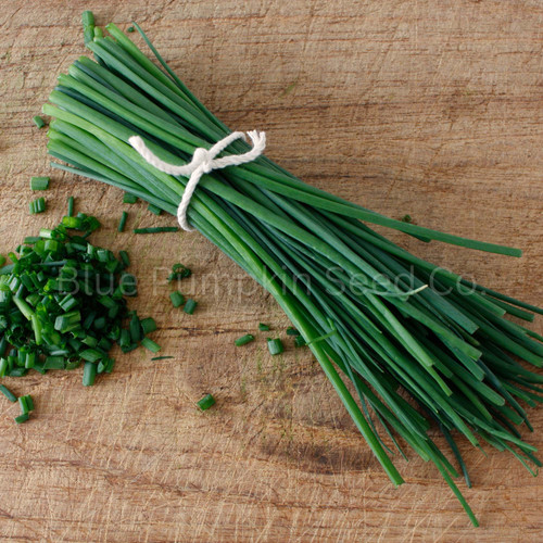 Common Chive seeds | Blue Pumpkin Seed Co