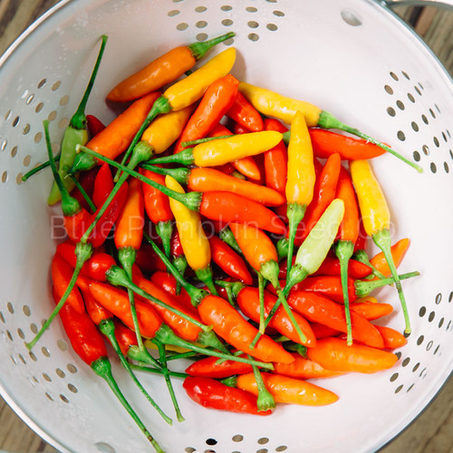 Tabasco Chili seeds | Blue Pumpkin Seed Co