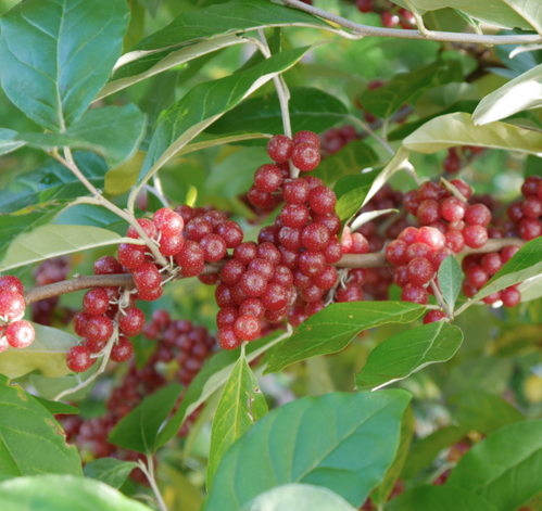Chalef d'automne à fruits rouges | Pépi Berry