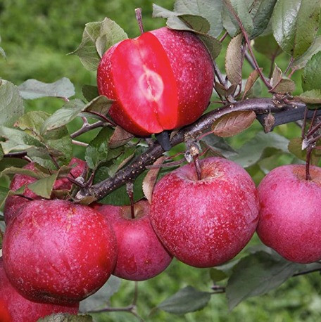 Pommier "Baie de Marisa" | Pépi Berry
