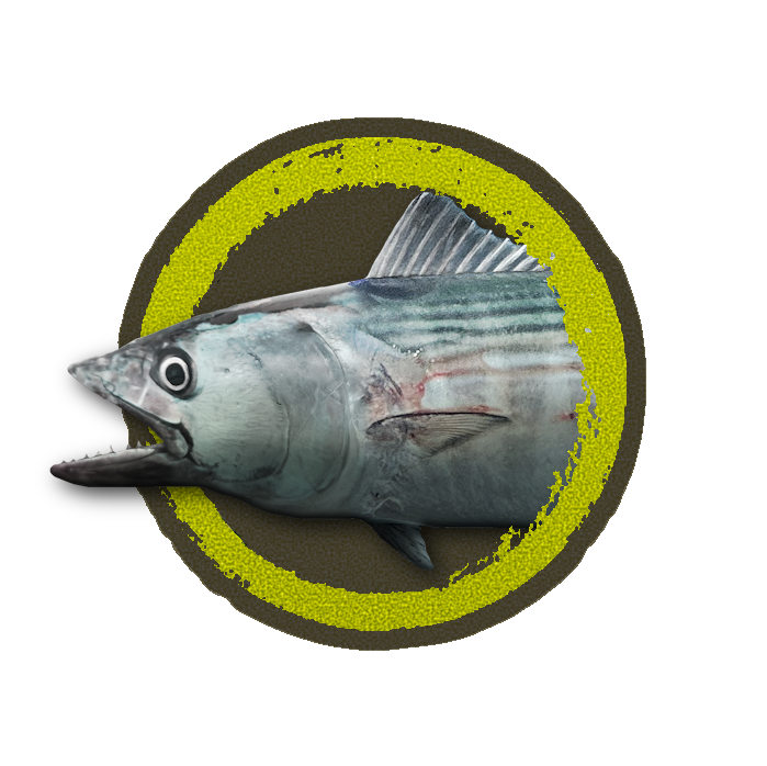 Striped Bonito