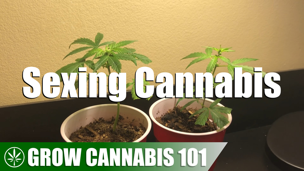 Determining The Sex Of Cannabis With Clones