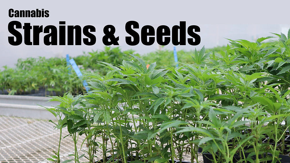 Understanding the Different Types of Cannabis Strains and Seeds