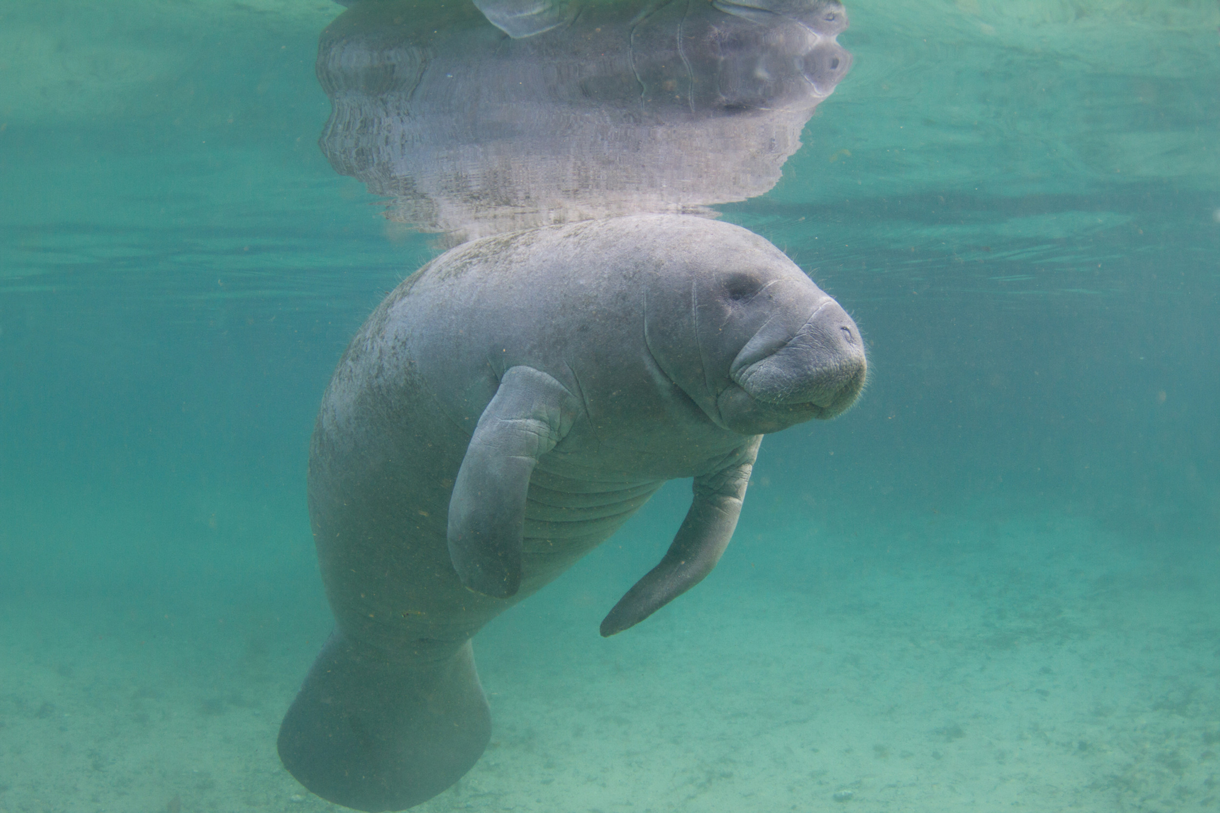 Animal Petition - Save the Manatees | Global Vegans
