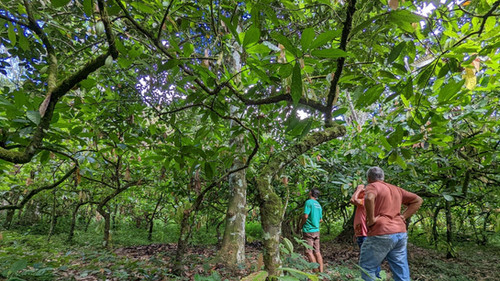 Monthly support a program and organic farming | Ubá Institute