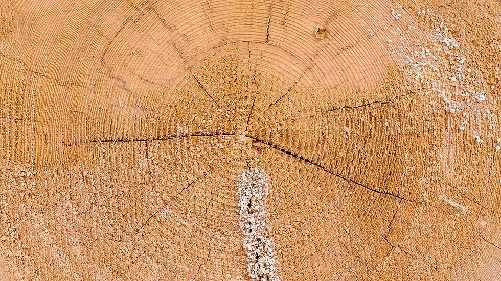 Cara Memilih Log Kayu Jati & Mahoni Terbaik untuk Produk Furniture!