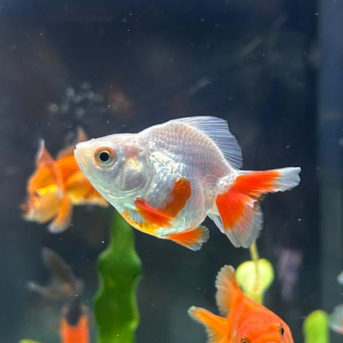 Ryukin red short tail | Mundo Acuático C.R