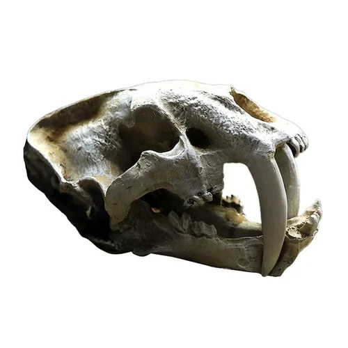 Adorno cráneo | Mundo Acuático C.R