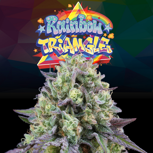 Rainbow Triangle (Fem) - Pack x6 | Perfect Tree Seeds | Siddhartha Seeds