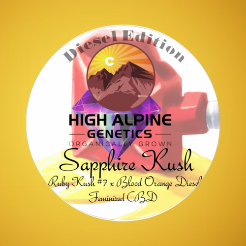 Sapphire Kush – Graines de CBD | High Alpine Genetics | Siddhartha Seeds