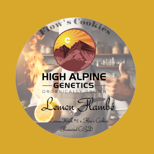 Lemon Flambé – Graines de CBD | High Alpine Genetics | Siddhartha Seeds