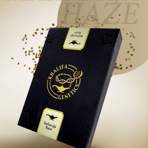 Maharaja Haze (Fem) - Pack x3 | Siddhartha Seeds