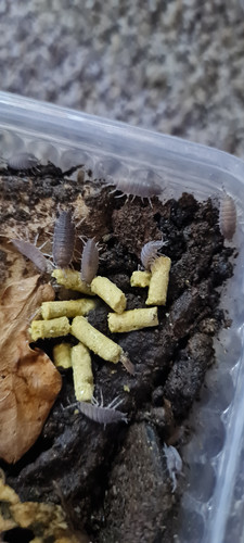 Tropical Grey Isopods (clean up crew) x 12 | Jumping Spiders Web.