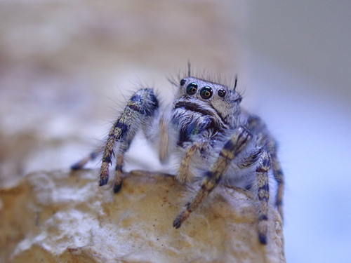 Beautiful Phidippus adumbratus females 12 mm | Jumping Spiders Web.