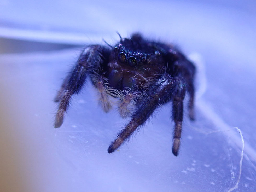 Shop | Jumping Spiders Web