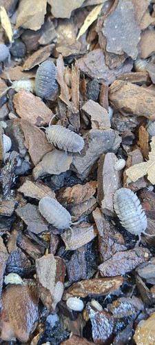 Speckled Isopods x 12 | Jumping Spiders Web.