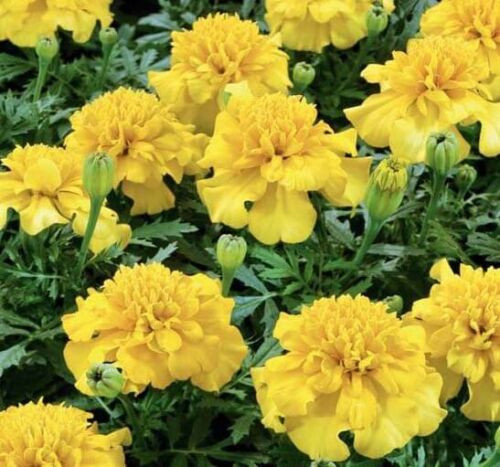 Marigold Lemon Drop - 100 Seeds | My Seeds