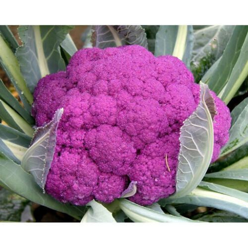 Purple Sicily Cauliflower Seeds | My Seeds
