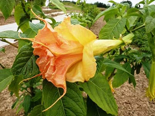 Tsunami Angel Trumpet Seeds | Angel Trumpet Flower Seed | Pearls Nursery