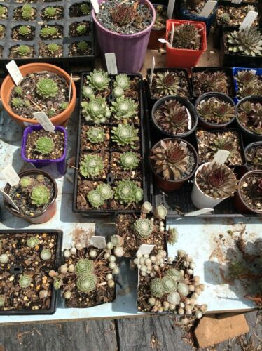 Sempervivum Collection Of Pups Succulent | My Seeds