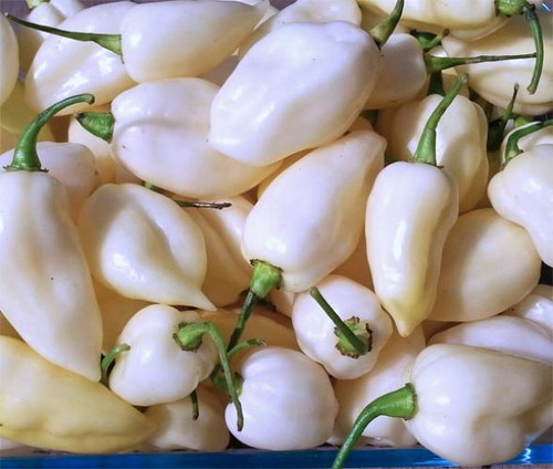 WHITE CHILLI Fatalii Seeds ~ Rare Super Hot! | My Seeds