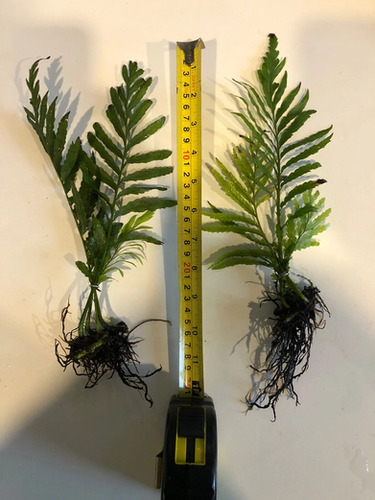 Bolbitis (African Water Fern) Live Aquarium Plant | Aquarium Plants ...