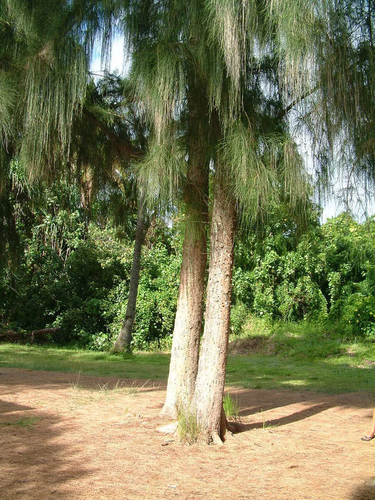 Swamp Oak (Casuarina Glauca) 100 Seeds | My Seeds