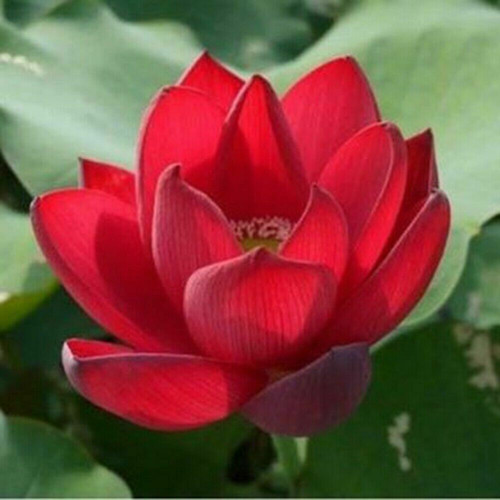 Chinese RED Lotus Seeds Nelumbo Nucifera | My Seeds