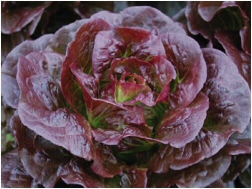 LETTUCE 'Red Cos' 100 Seed Heirloom | My Seeds