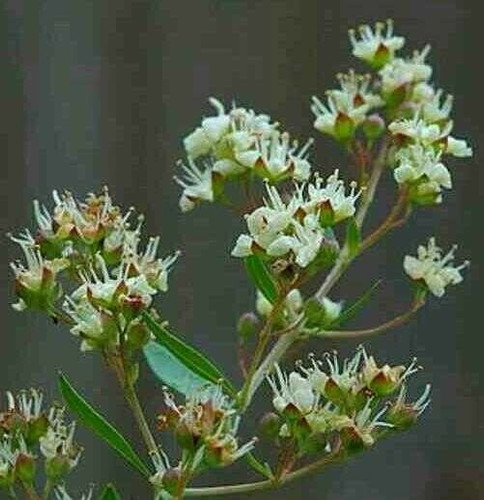 Henna Plant Seeds | My Seeds