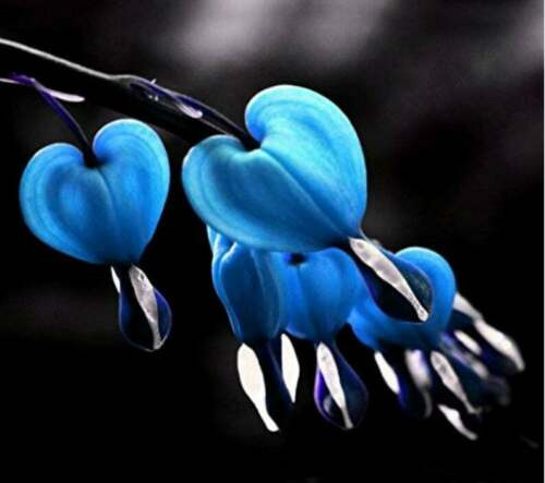 Blue Bleeding Heart | Pearls Nursery