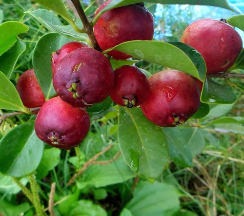 Strawberry Guava (Psidium cattleyanum ) 10 Seeds | My Seeds