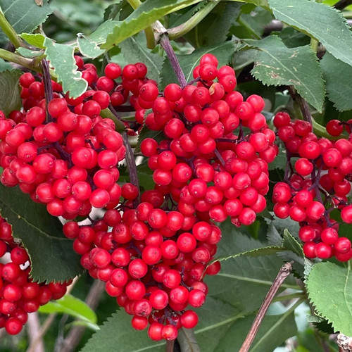 Red Elderberry Tree Seeds | My Seeds