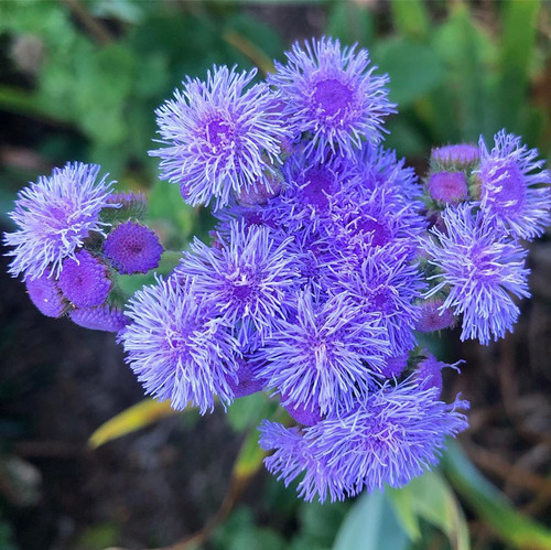 Ageratum Blue Ball Flower Seeds | My Seeds