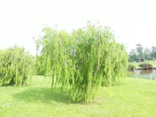 WEEPING TEA TREE (Leptospermum Brachyandrum) 200 seeds | My Seeds