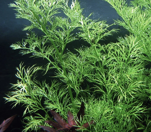 ON SPECIAL - Lace Fern (AKA Water Sprite) Bunches Live Aquarium Plant ...