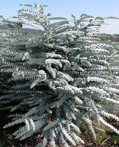 Baby Blue Eucalyptus Tree Seeds - Aussie Native Plant Tree seeds | My Seeds