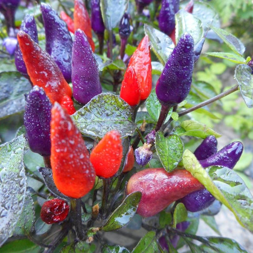 CHILLI Explosive Ember Seeds HOT | My Seeds