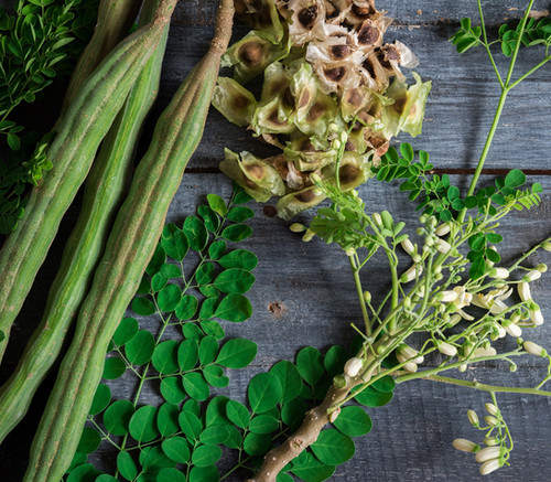 Moringa Oleifera / Miracle Tree Seeds | Pearls Nursery