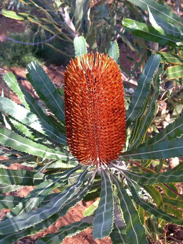 Firewood Banksia Dwarf(Banksia Menziesii dwarf) 5 Fresh Seeds | My Seeds