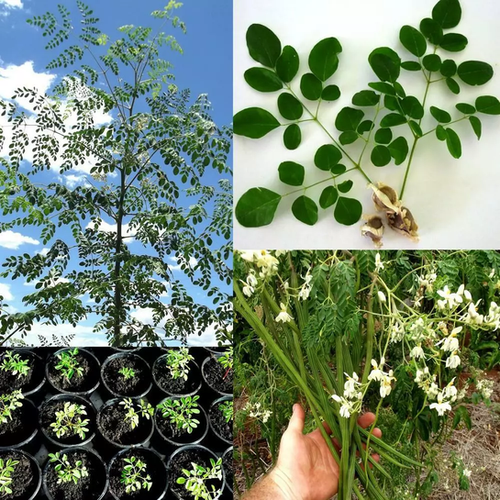 Drumstick Tree (moringa oleifera) 10 seeds | Pearls Nursery