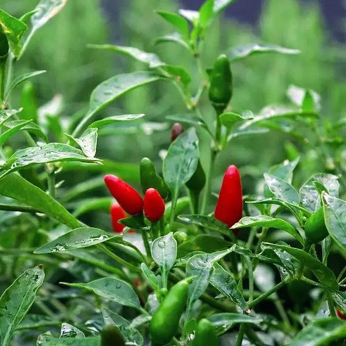 Birds Eye Chilli Seeds Organic | My Seeds