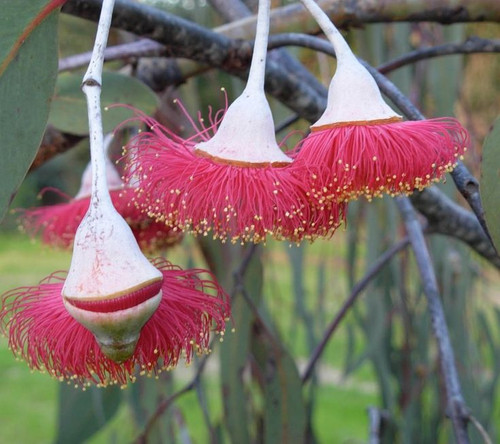 Silver Princess Tree Seeds | My Seeds