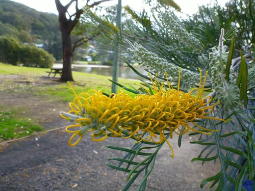 Grevillea Sandra Gordon 5 Seeds | My Seeds