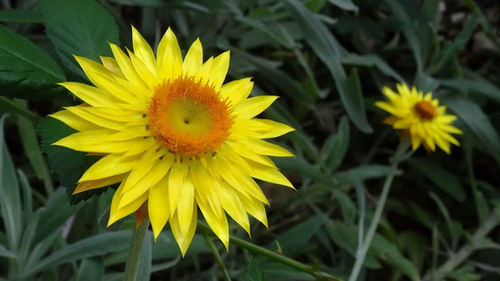 Yellow Everlasting Daisy (Xerochrysum Bracteatum) | My Seeds