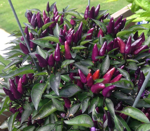 CHILLI Explosive Ember 10 seeds HEIRLOOM vegetable garden SPRING SUMMER ...