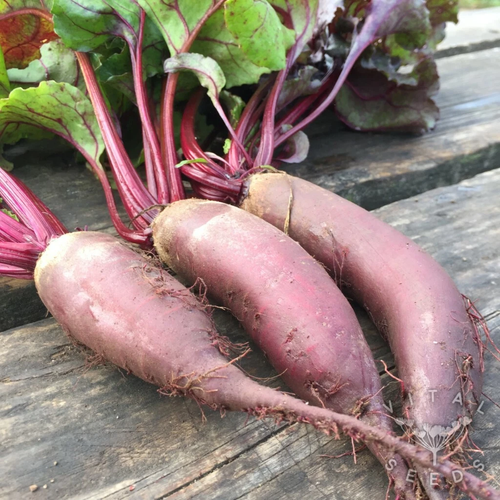 500 Beet Cylindra Seed | Vegetable Seeds | Pearls Nursery